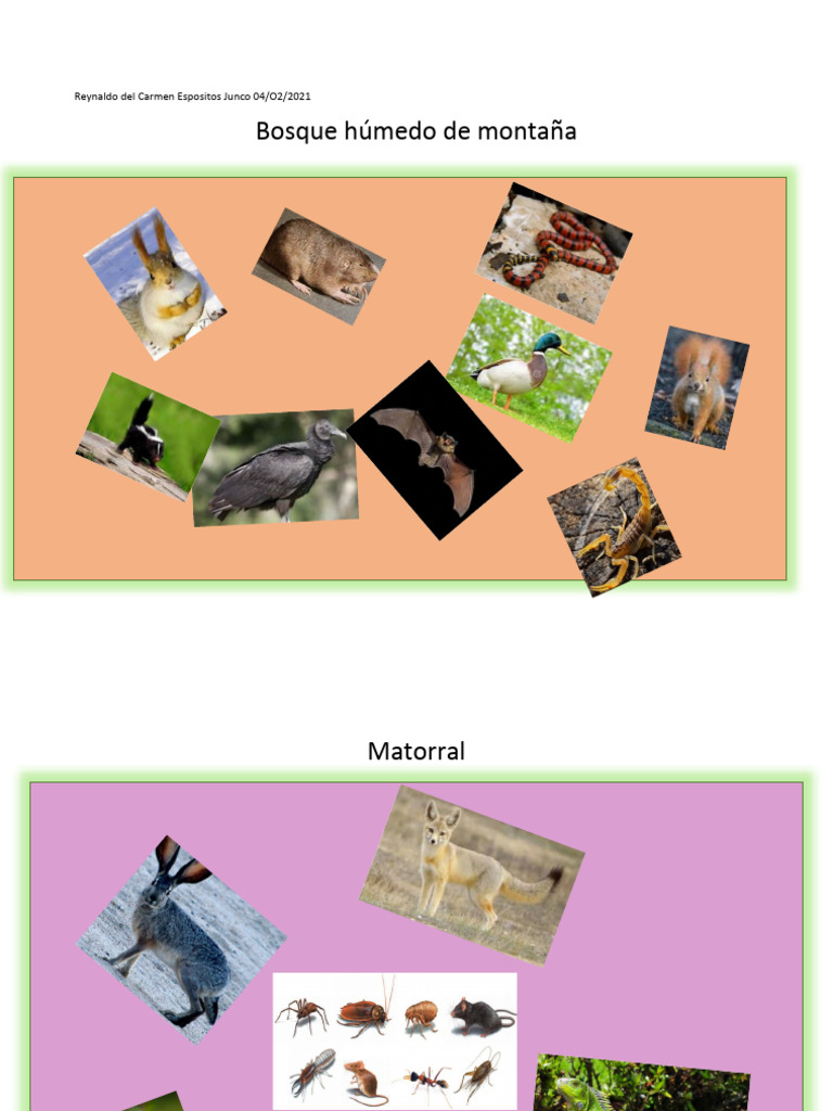 tarea de ciencias collage | PDF