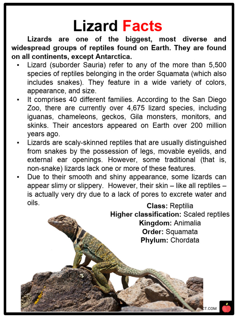 Lizard Worksheet | PDF | Lizard | Reptile
