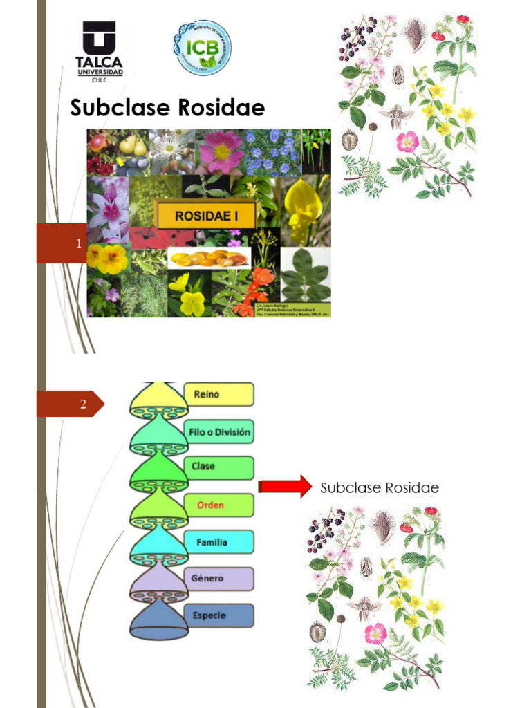 Clases 10 - Subclase Rosidae | PDF