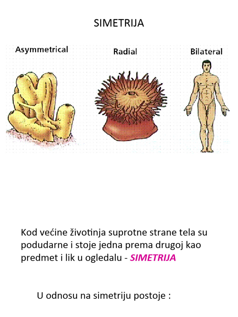 SIMETRIJA | PDF