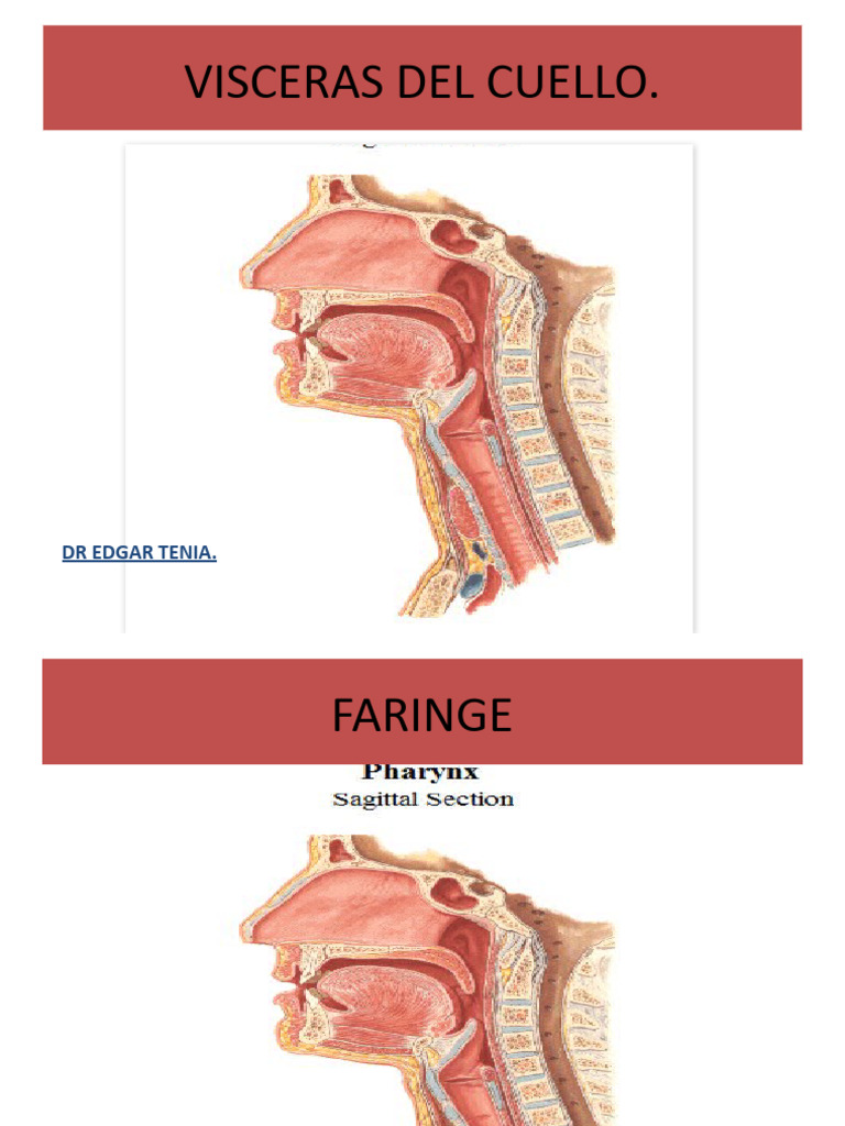 Anatomía y Funciones de la Faringe y Laringe | PDF | Laringe | Otorrinolaringología