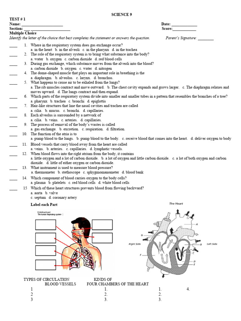 Science 9 Respiratory & Circulatory Test | PDF