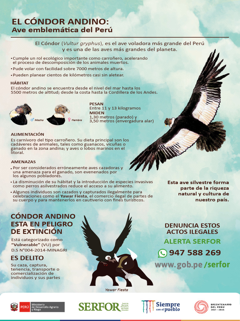 Infografía Cóndor Andino.pdf | PDF