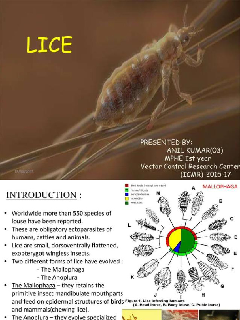 Thorough Lice | PDF