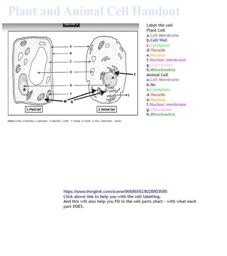 Plant and Animal Cell Labeling Guide | PDF