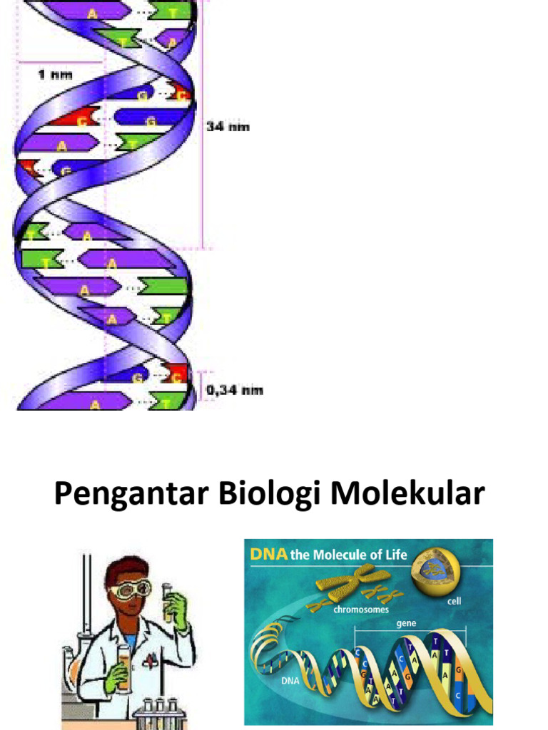 PPT-UEU-Pertemuan-1. Pengantar Biologi Molekuler | PDF
