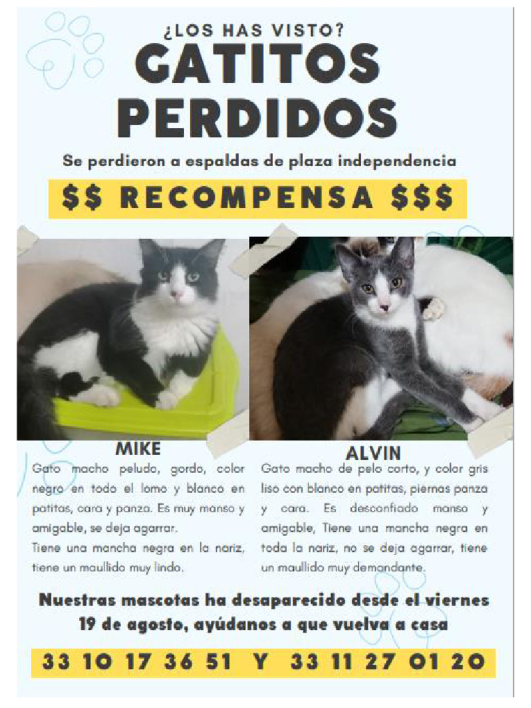 Gatos | PDF