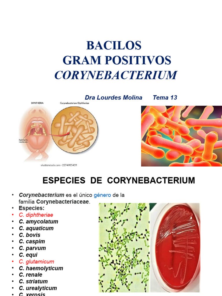 TEMA N°13 - Corynebacterium | PDF | Enfermedades y trastornos | Inmunología