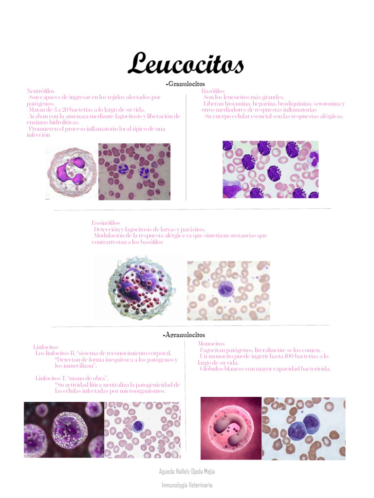 Atlas de Tipos de Leucocitos Con Valores | PDF | Leucocito | Inflamación