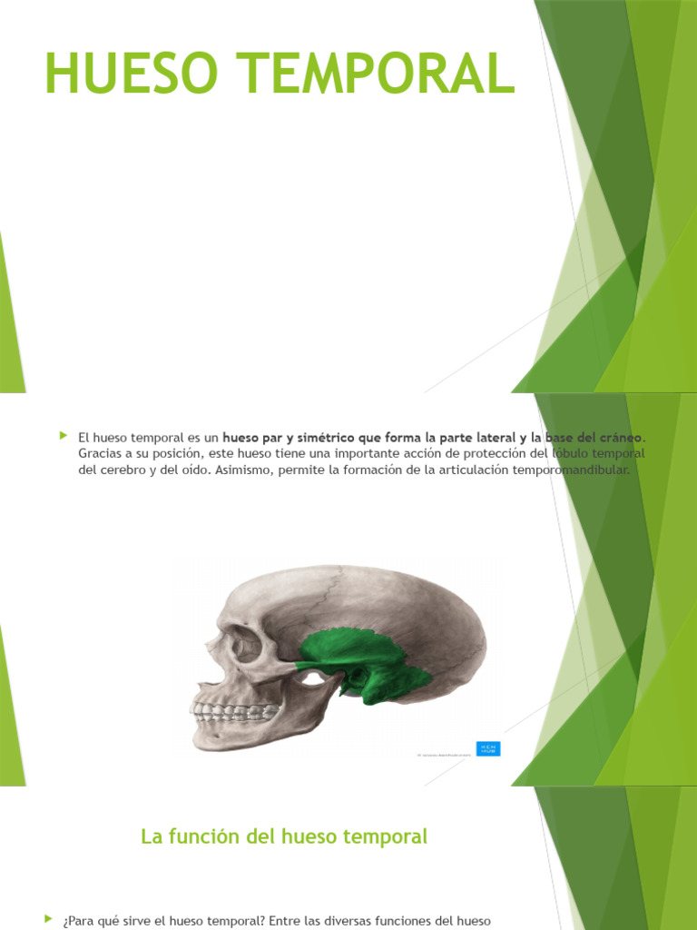Hueso Temporal | PDF