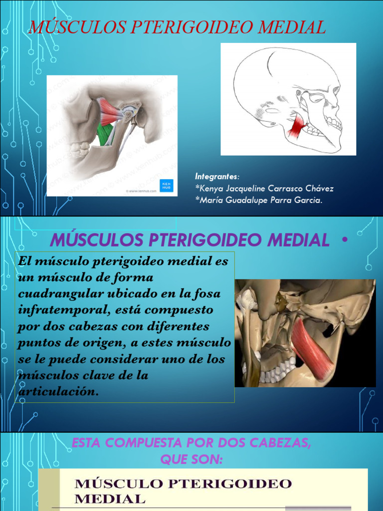 Copia de Musculo Pterigoideo | PDF