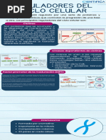 Ciclinas y CDK en el ciclo celular | PDF | Ciclo celular | Biología Celular