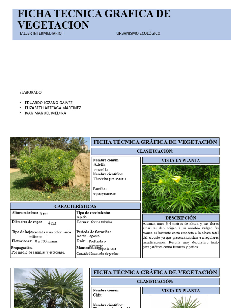 Ficha Vegetacion - Equipo7 | PDF | Arboles | Plantas