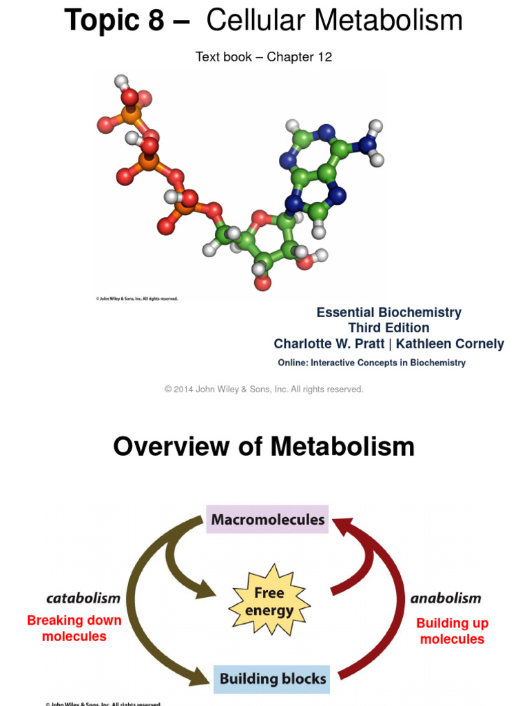 Topic 8 PDF | PDF | Metabolism | Metabolic Pathway