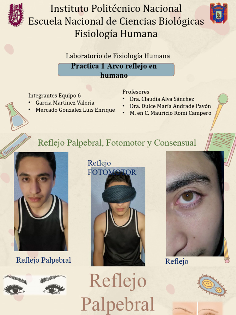 Arcos reflejos: palpebral y fotomotor | PDF | Órganos sensoriales ...