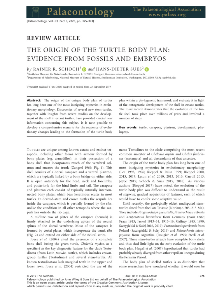 The Origin of The Turtle Body Plan Evide | PDF | Turtle | Skull