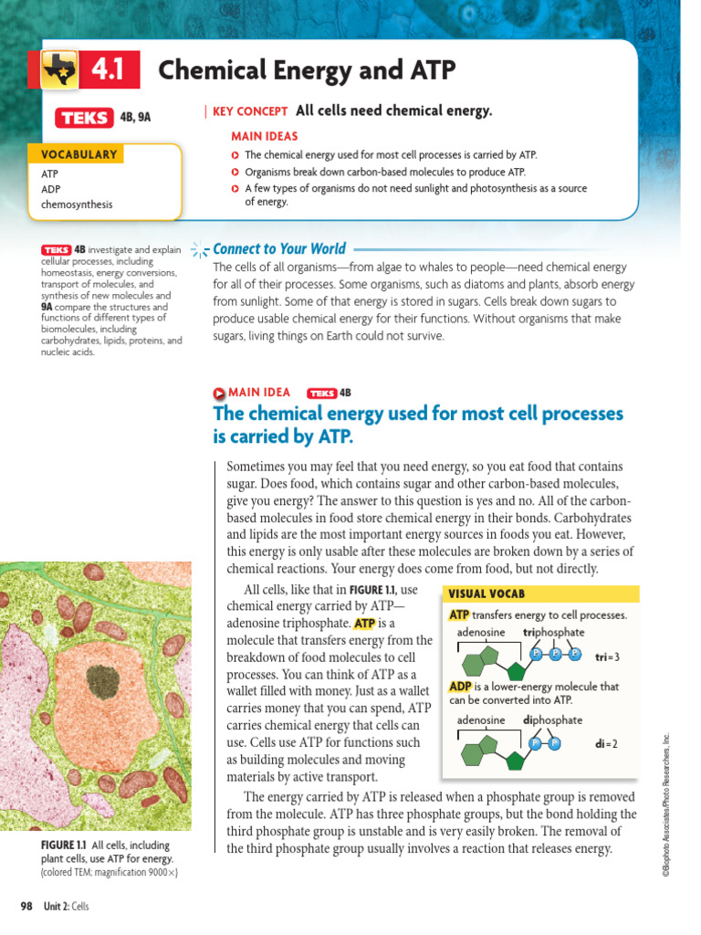 ATP: Cellular Energy Explained | PDF