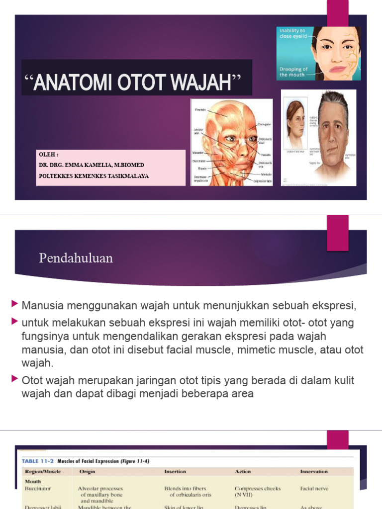 Anatomi Otot Wajah | PDF