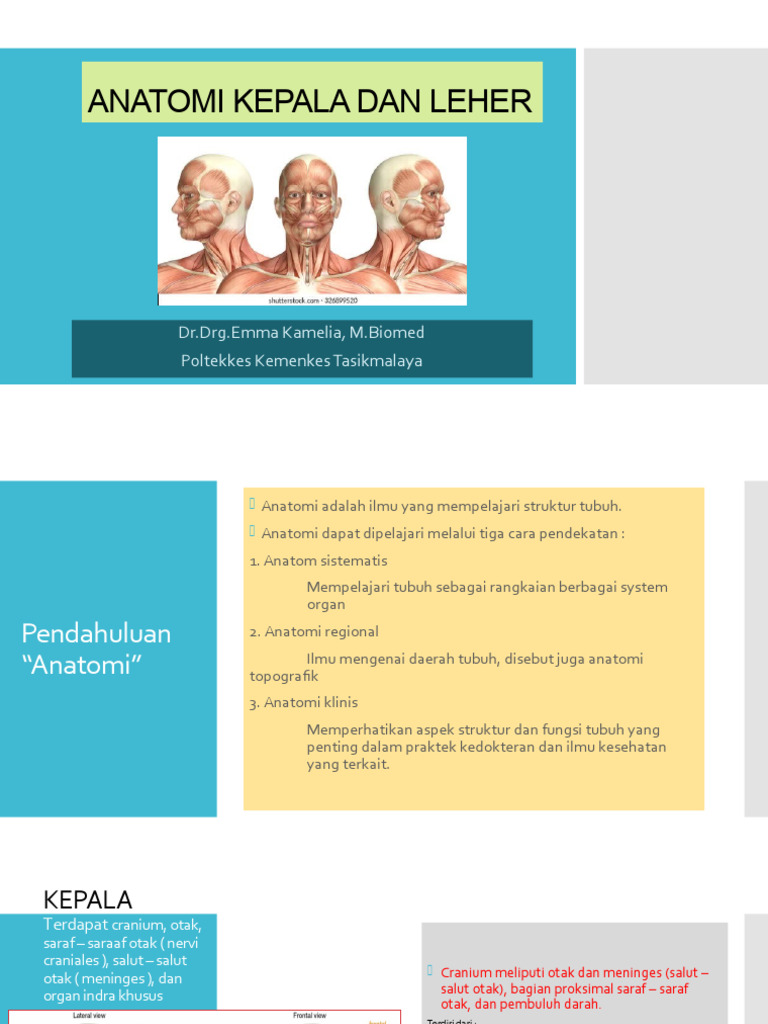 Anatomi Kepala & Leher | PDF