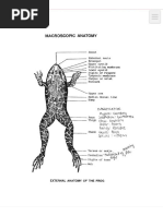 Mammalian Heart Dissection Guide | PDF | Heart Valve | Heart