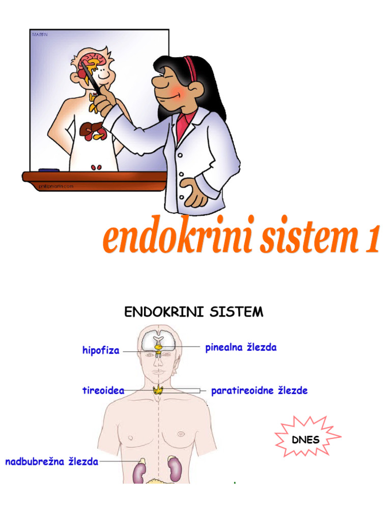Endokrini Sistem 1 2014 15 | PDF