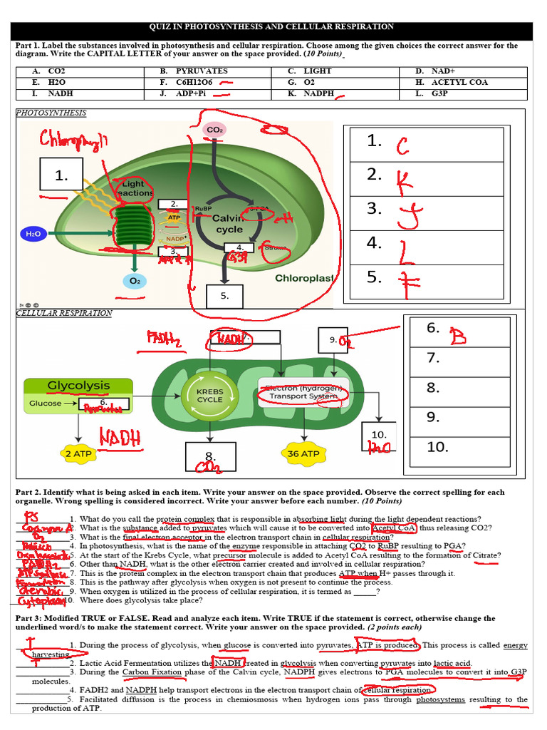 Gen Bio | PDF | Cellular Respiration | Glycolysis