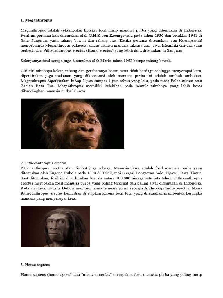 Meganthropus | PDF | Ilmu Sosial