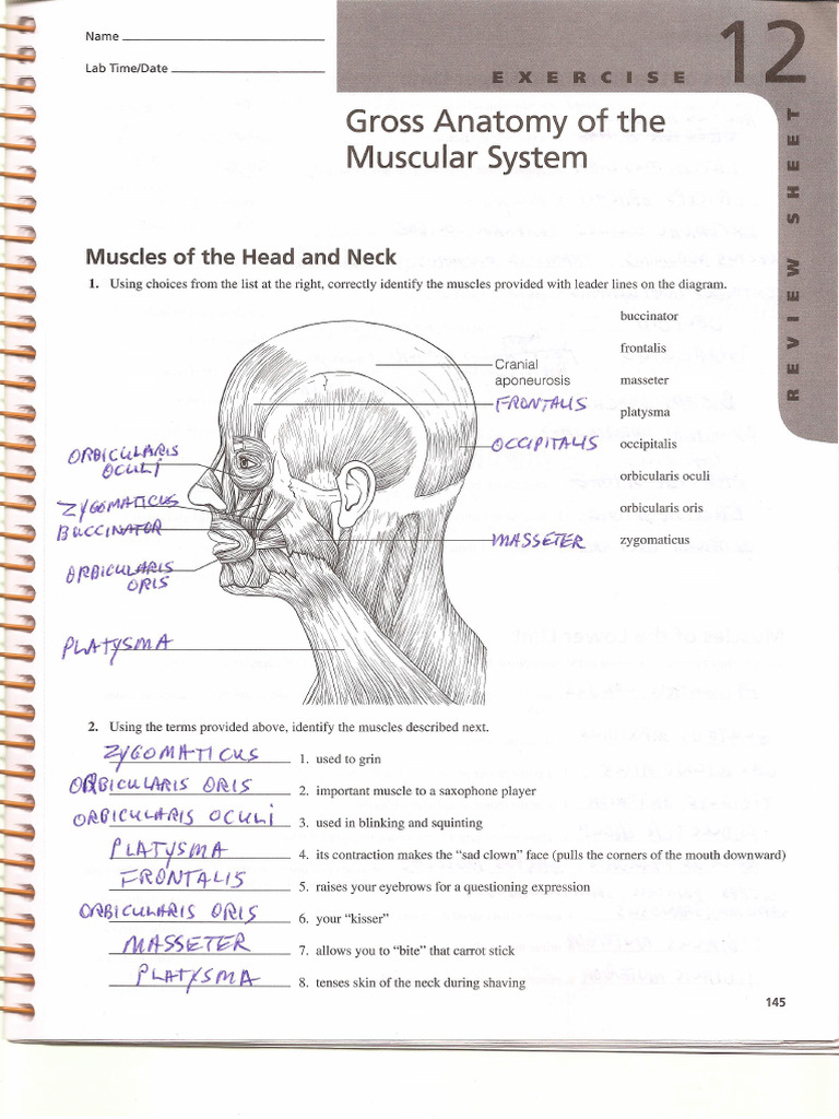 Lab Ex. 12 Review Sheet Answers0001 | PDF