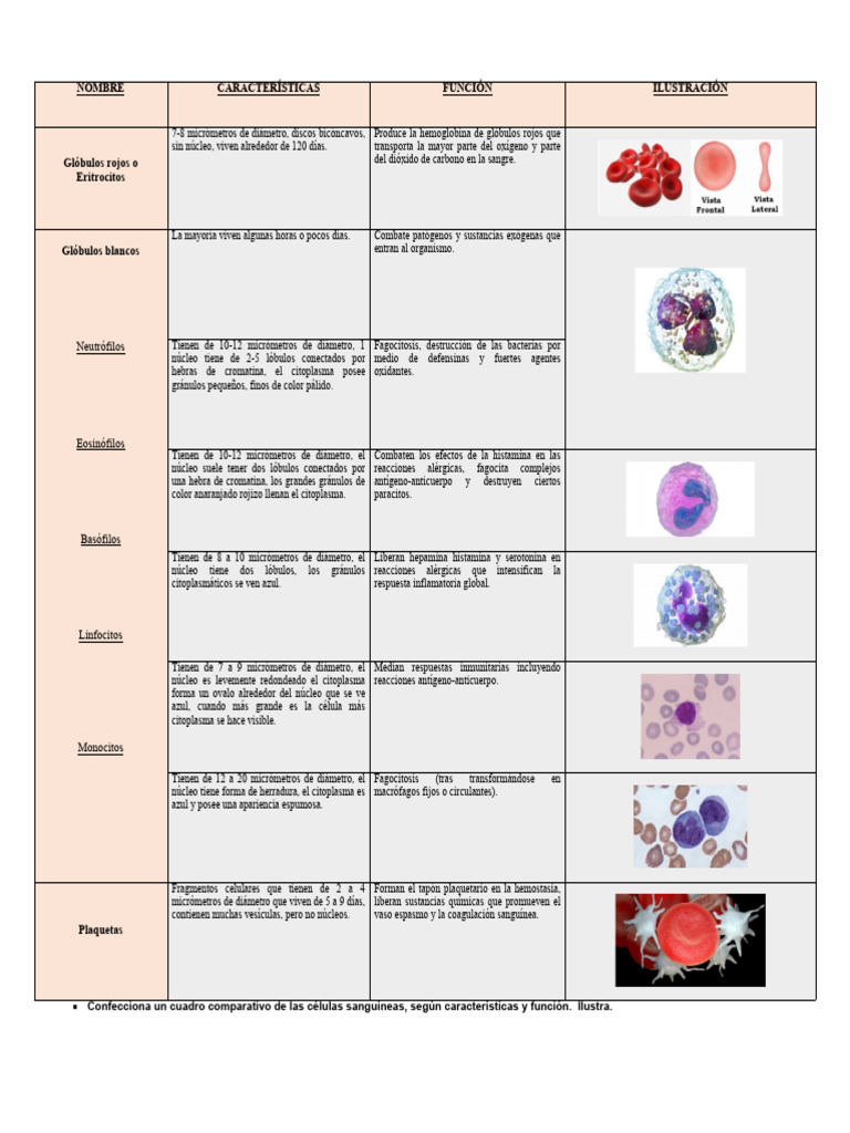 CUADRO COMPARATIVO DE CELULAS SANGUINEAS | PDF | Sangre | Tejido (biología)