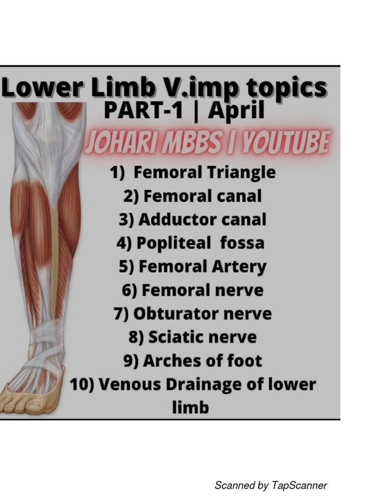 Lower Limb | PDF