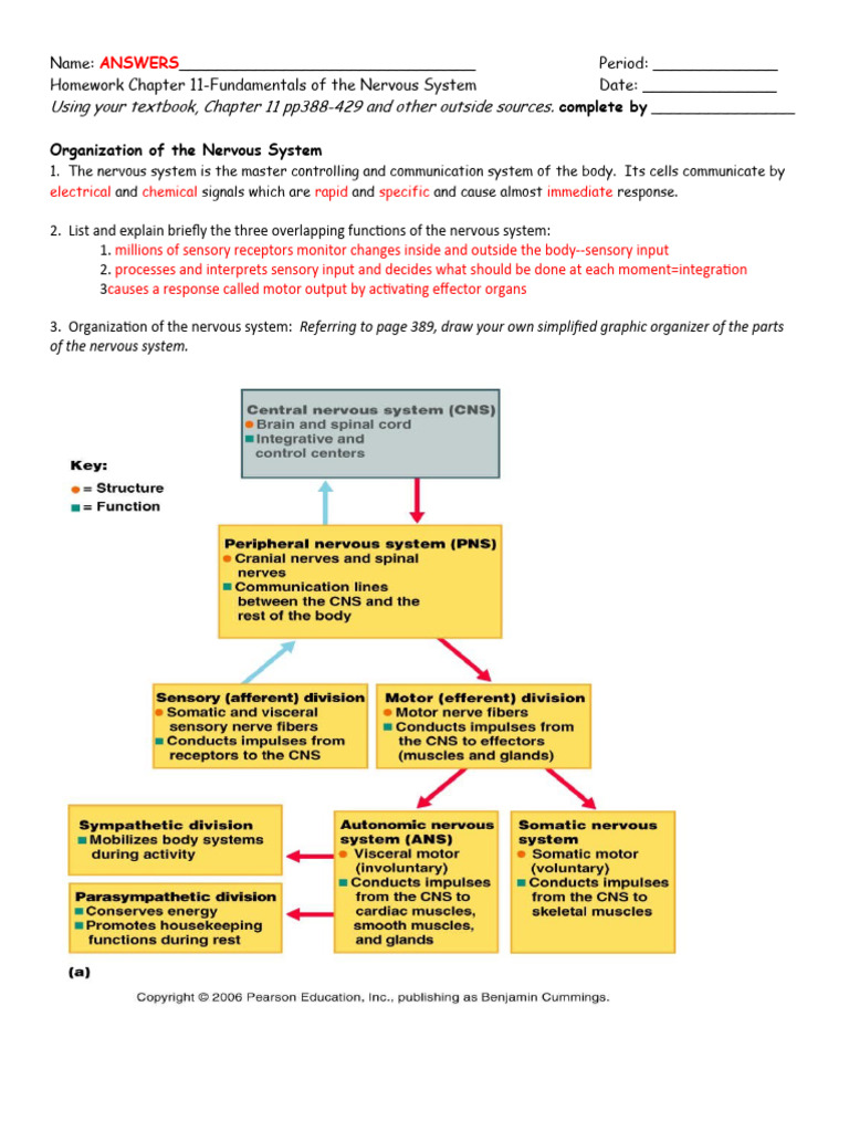 Answers For Homework Chapter 11 Nerves | PDF | Chemical Synapse ...