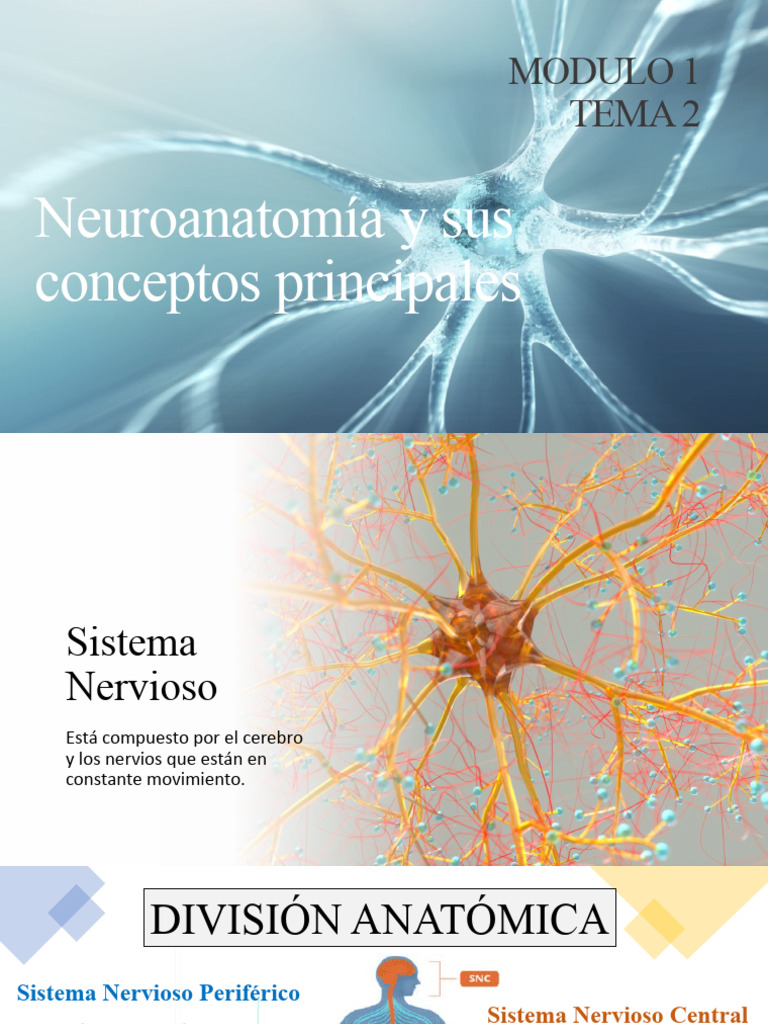 M1 Tema 2 Neuroanatomía y Sus Conceptos Principales | PDF | Sistema ...