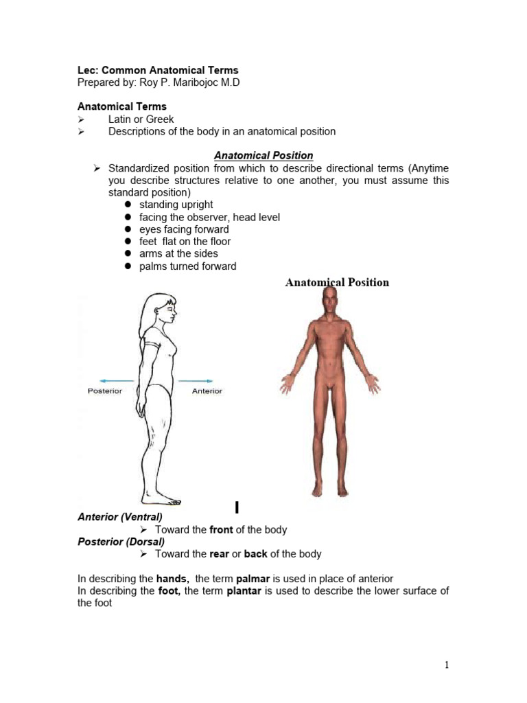 Anatomical Terms | PDF | Anatomical Terms Of Motion | Anatomical Terms ...