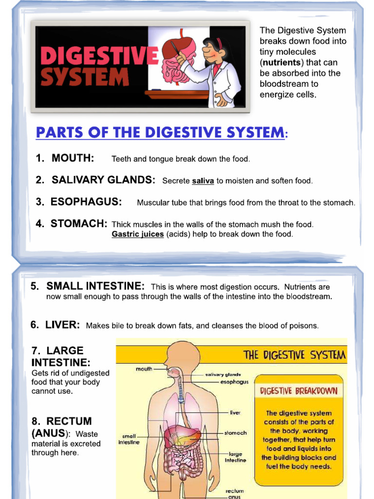 Digestive System | PDF