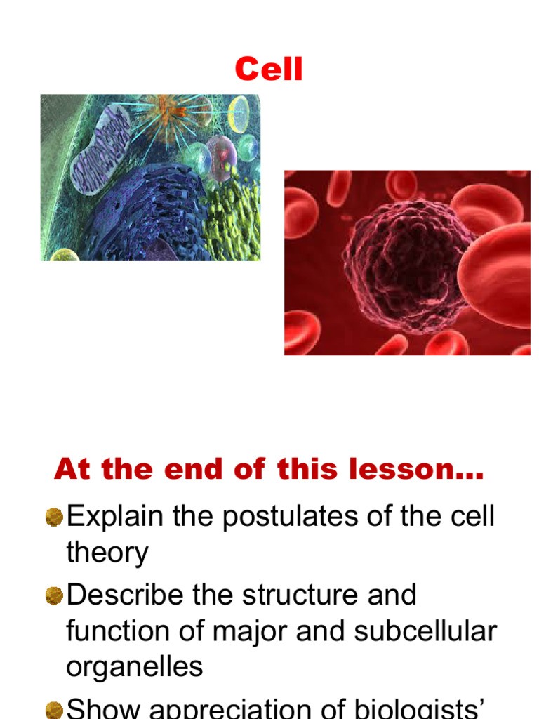 1 Cell Structure Function | PDF | Endoplasmic Reticulum | Cell (Biology)