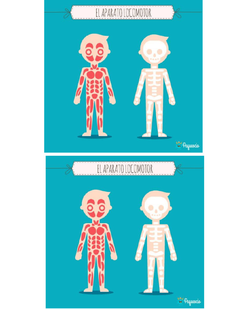 Aparato Locomotor | PDF