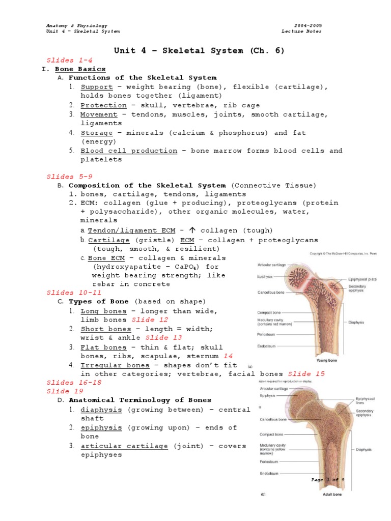skeletal-system-lecture-notes-pdf-osteoblast-bone