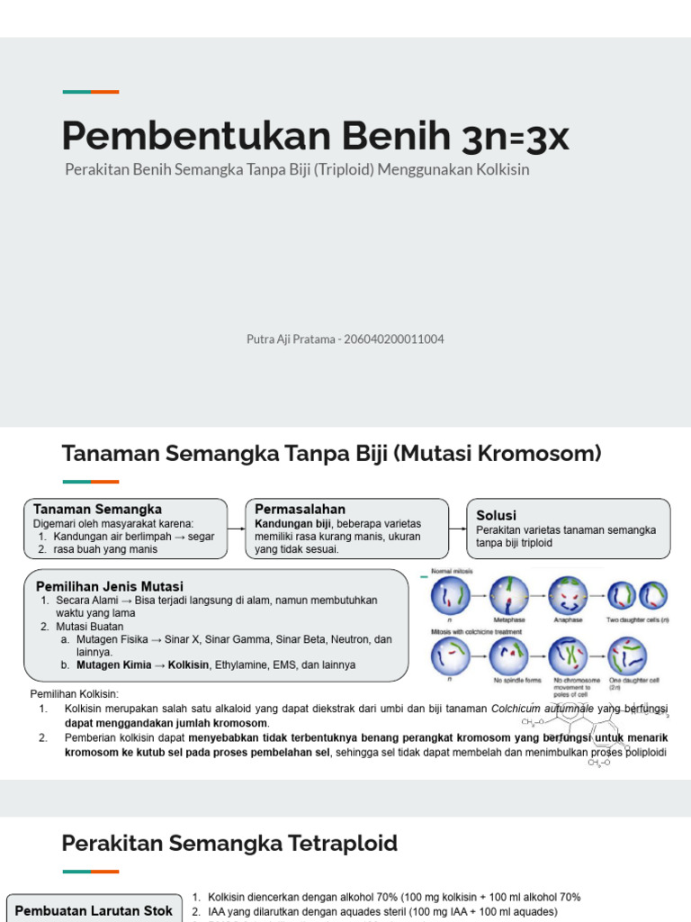 Perakitan Varietas Semangka Tanpa Biji Melalui Mutasi Buatan Dengan ...