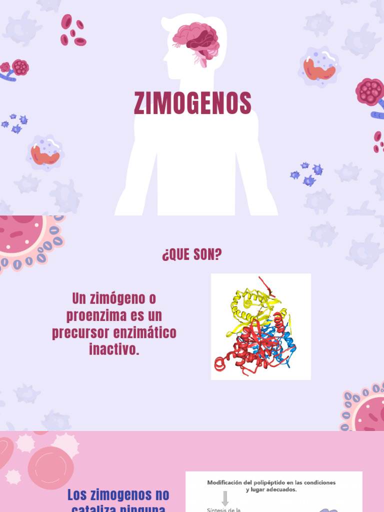 Introducción a los Zimógenos | PDF | Enzima | Digestión