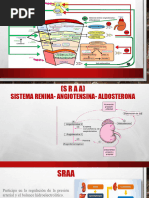 Sistema Renina-Angiotensina: Regulación de la Presión Arterial | PDF ...