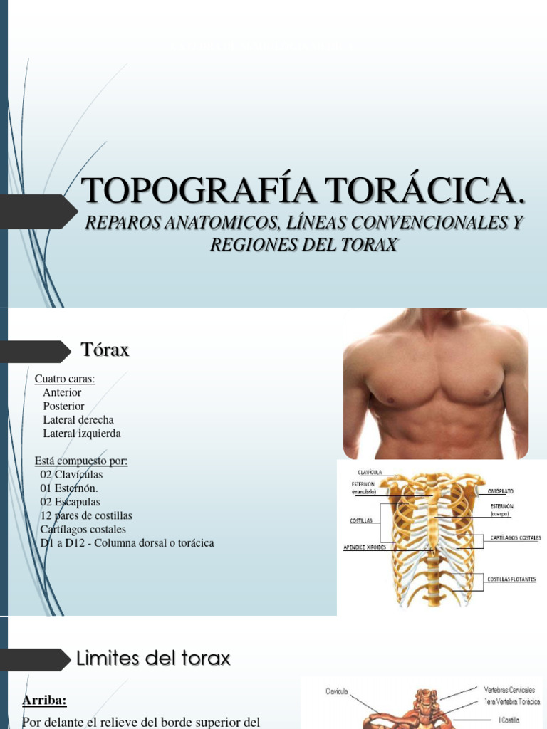 Topografia Toraxica | PDF | Tórax | Tórax (anatomía humana)