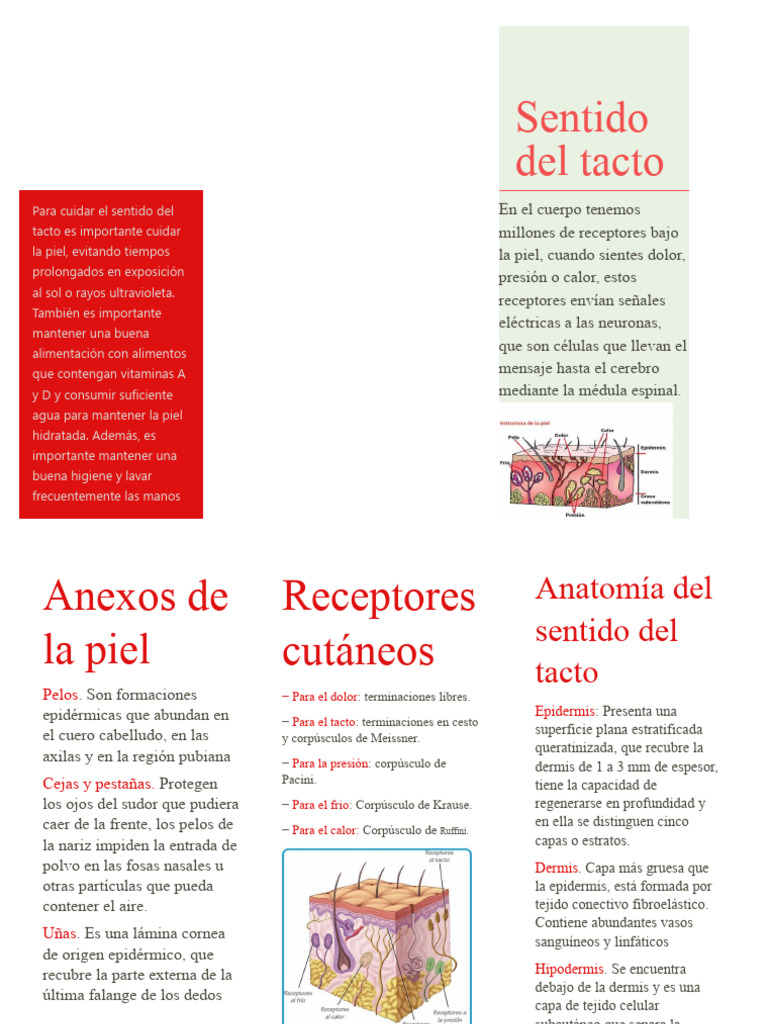Como cuidar el sentido del tacto | PDF | Piel | Epidermis