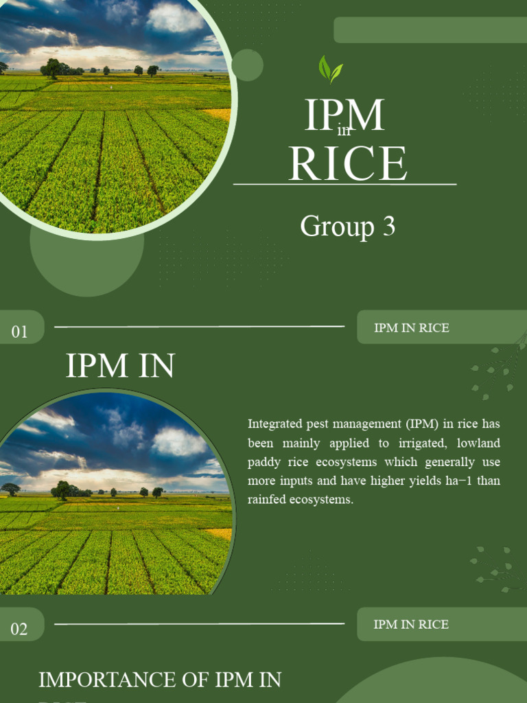 Group 3 IPM in Rice | PDF | Technology & Engineering