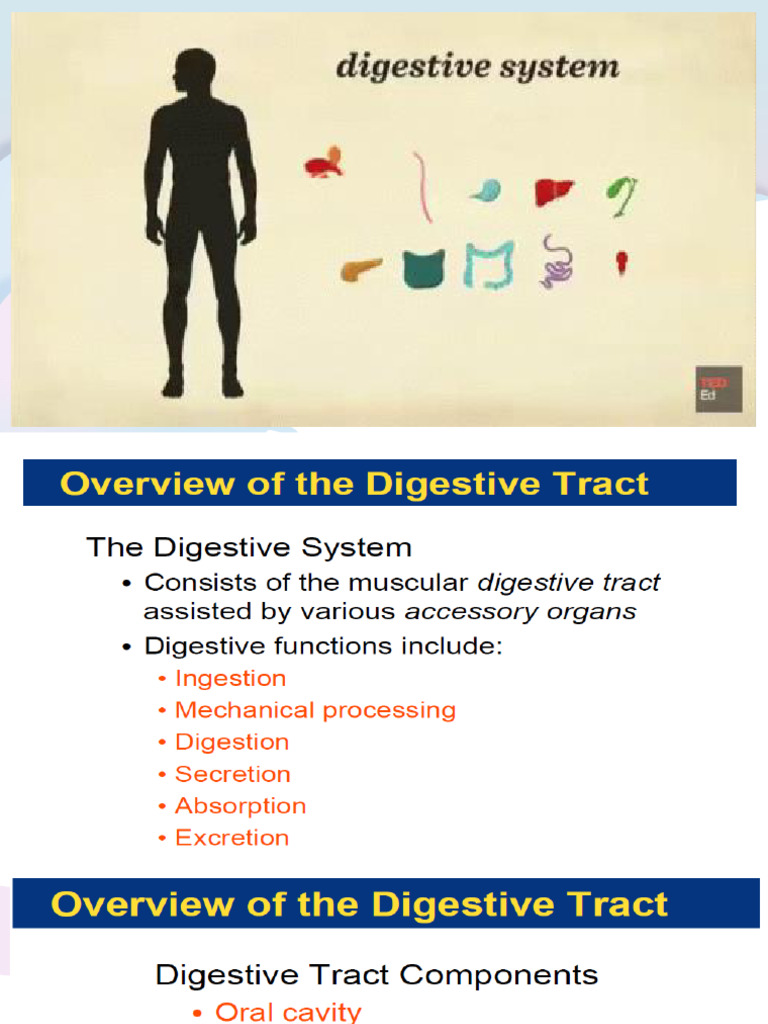 Functions of the Digestive System | PDF | Human Digestive System ...