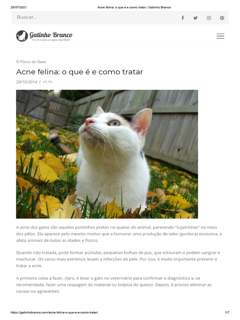 Acne Felina - o Que É e Como Tratar - Gatinho Branco | PDF