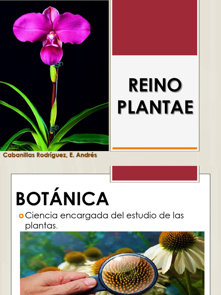Reino Plantae | PDF