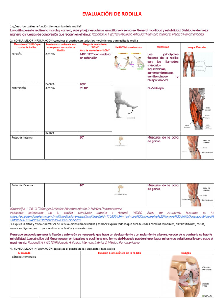 Evaluación de Rodilla. | PDF | Rodilla | Anatomía del miembro inferior