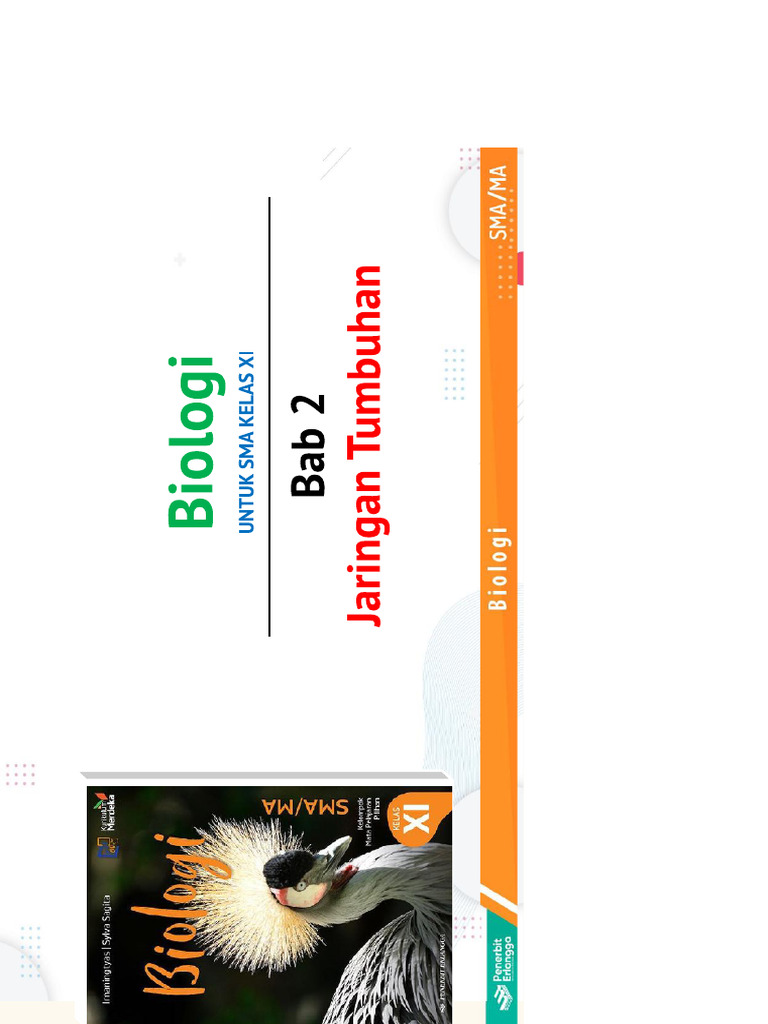 Bab 2 Biologi Kelas XI Jaringan Tumbuhan - Revisi 1 | PDF