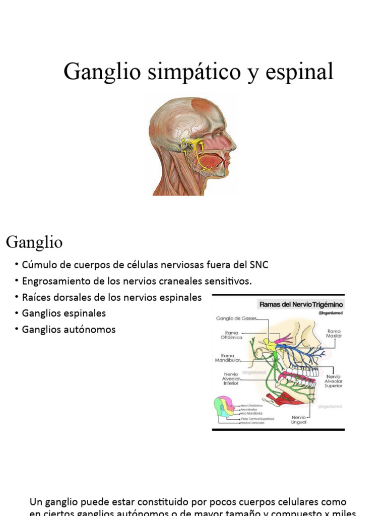 Ganglios Simpáticos y Espinales: Función y Estructura | PDF | Nervio ...