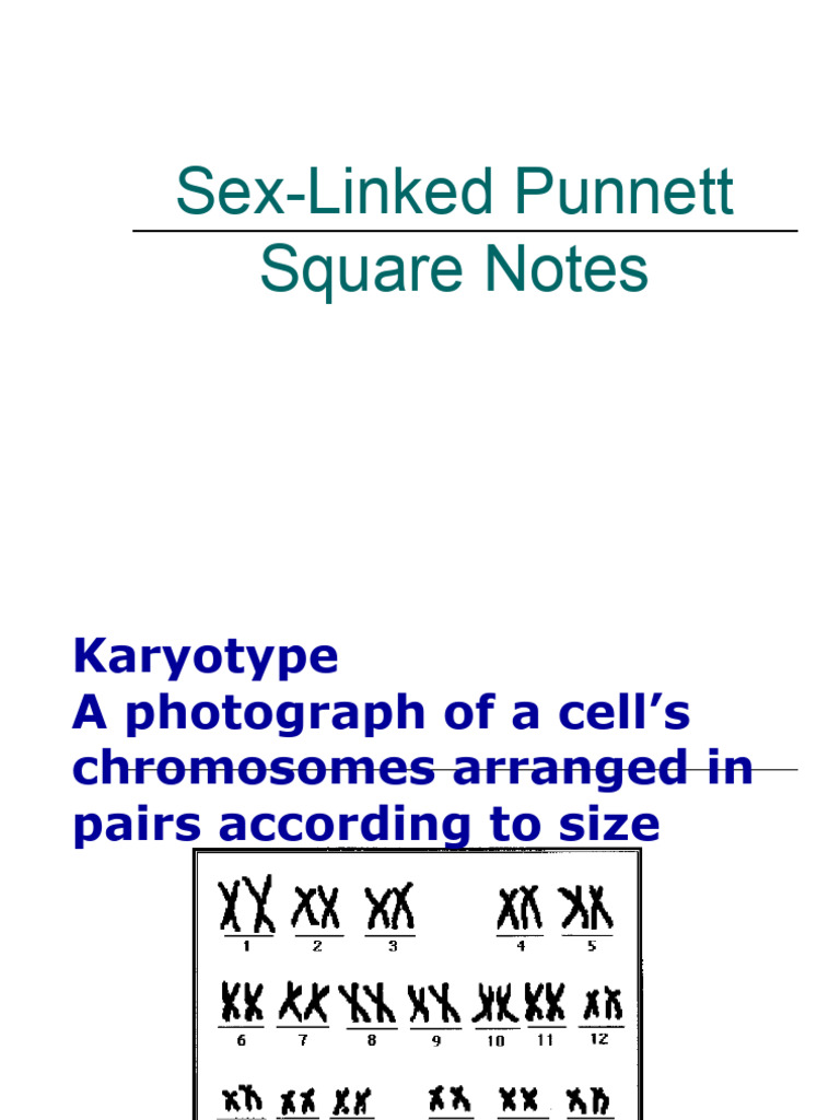 Sex-Linked Punnett Square Notes | PDF | Dominance (Genetics) | Haemophilia